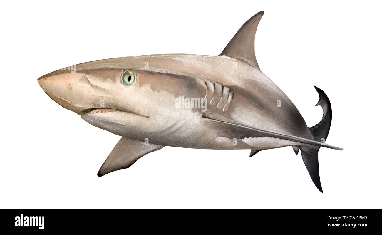 Caribbean reef shark, illustration Stock Photo - Alamy
