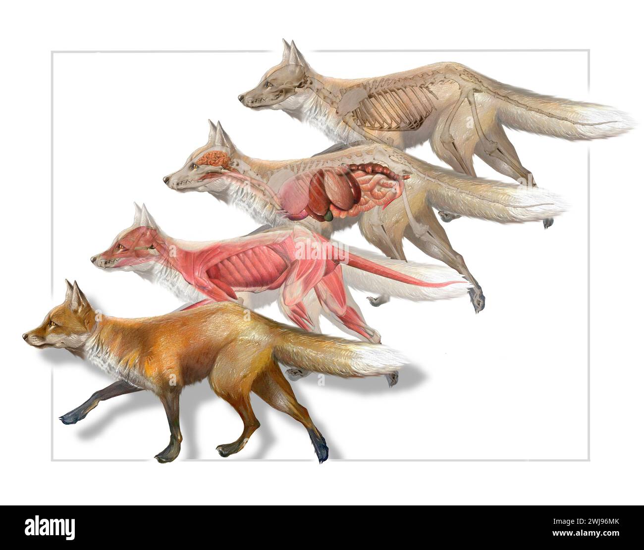 Red fox anatomy, illustration Stock Photo - Alamy