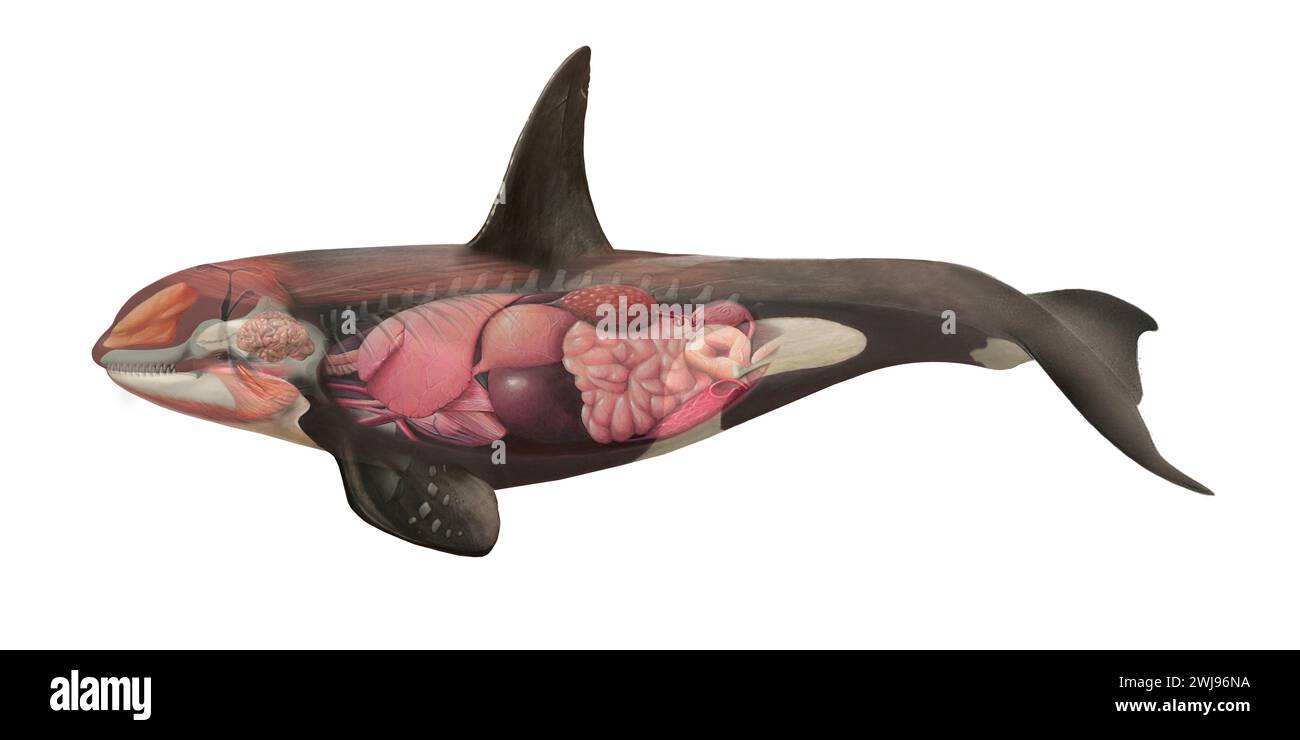 Anatomy Of An Orca