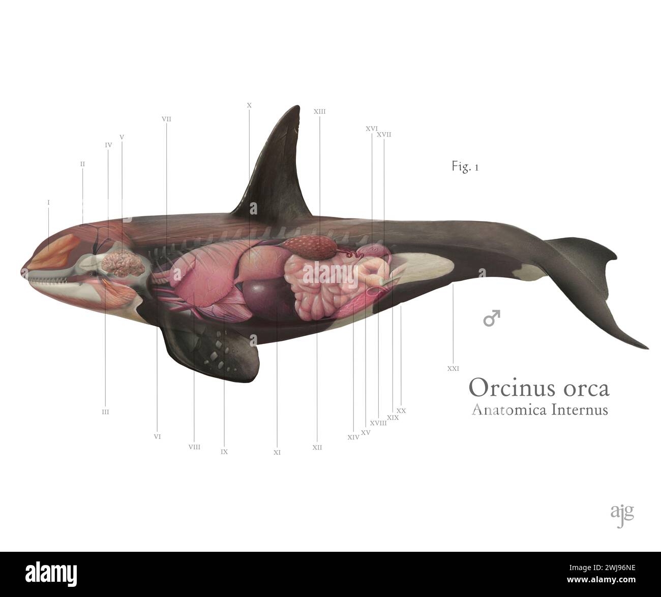 Orca anatomy, illustration Stock Photo - Alamy
