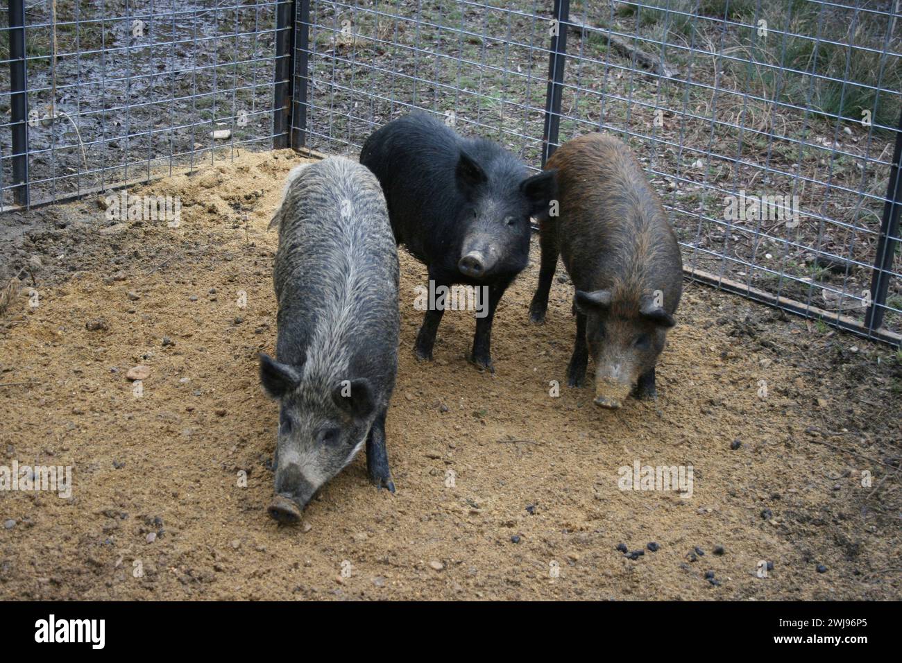 Feral swine, USA Stock Photo - Alamy