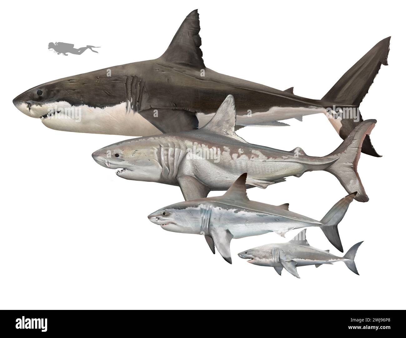 Prehistoric sharks, illustration Stock Photo - Alamy