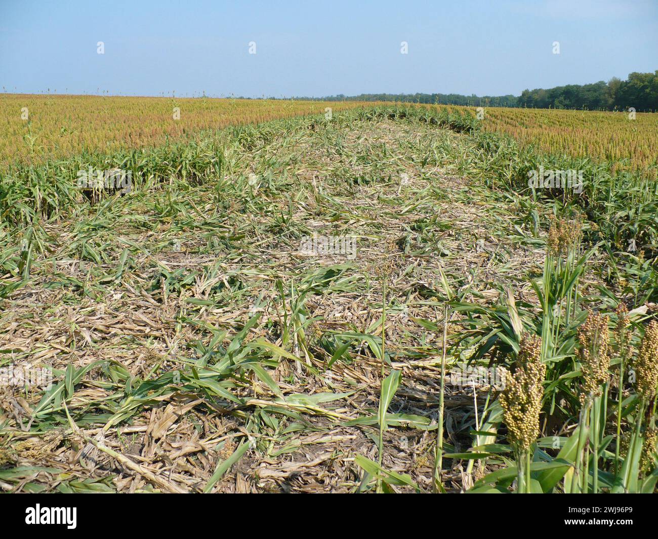 Crop damage caused by feral swine, USA Stock Photo - Alamy