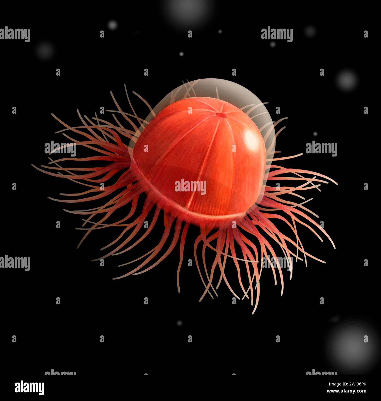 Deep red jellyfish, illustration Stock Photo - Alamy