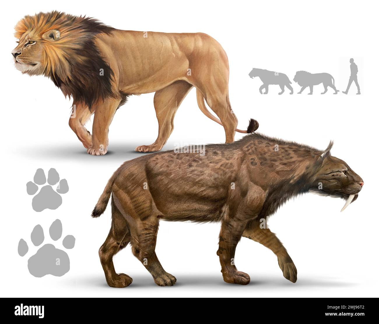 Smilodon compared to modern lion, illustration Stock Photo - Alamy