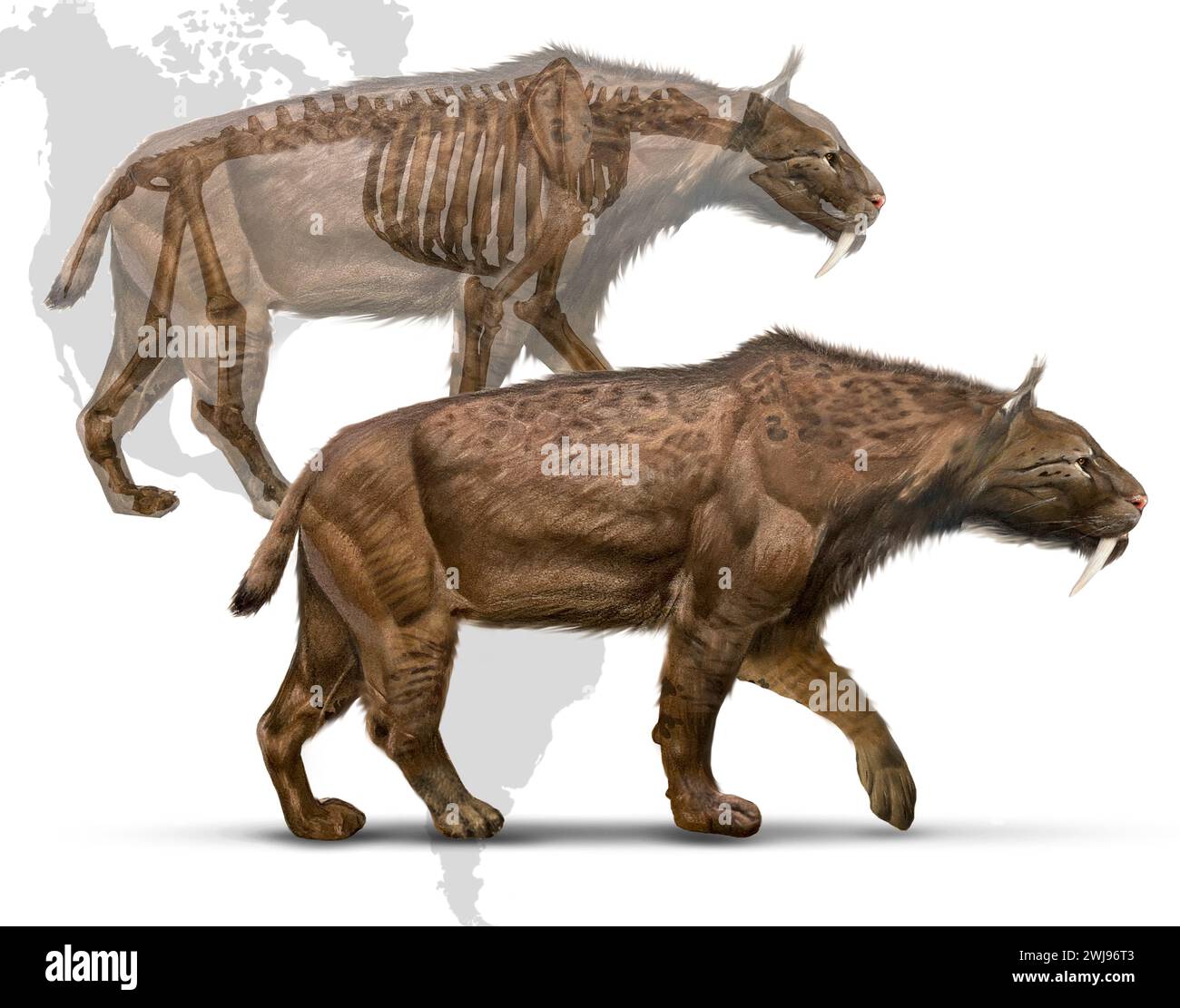 Smilodon saber-toothed cat anatomy, illustration Stock Photo - Alamy