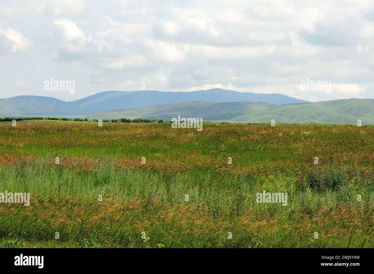 The boundless steppe with high green grass is located at the foot of ...