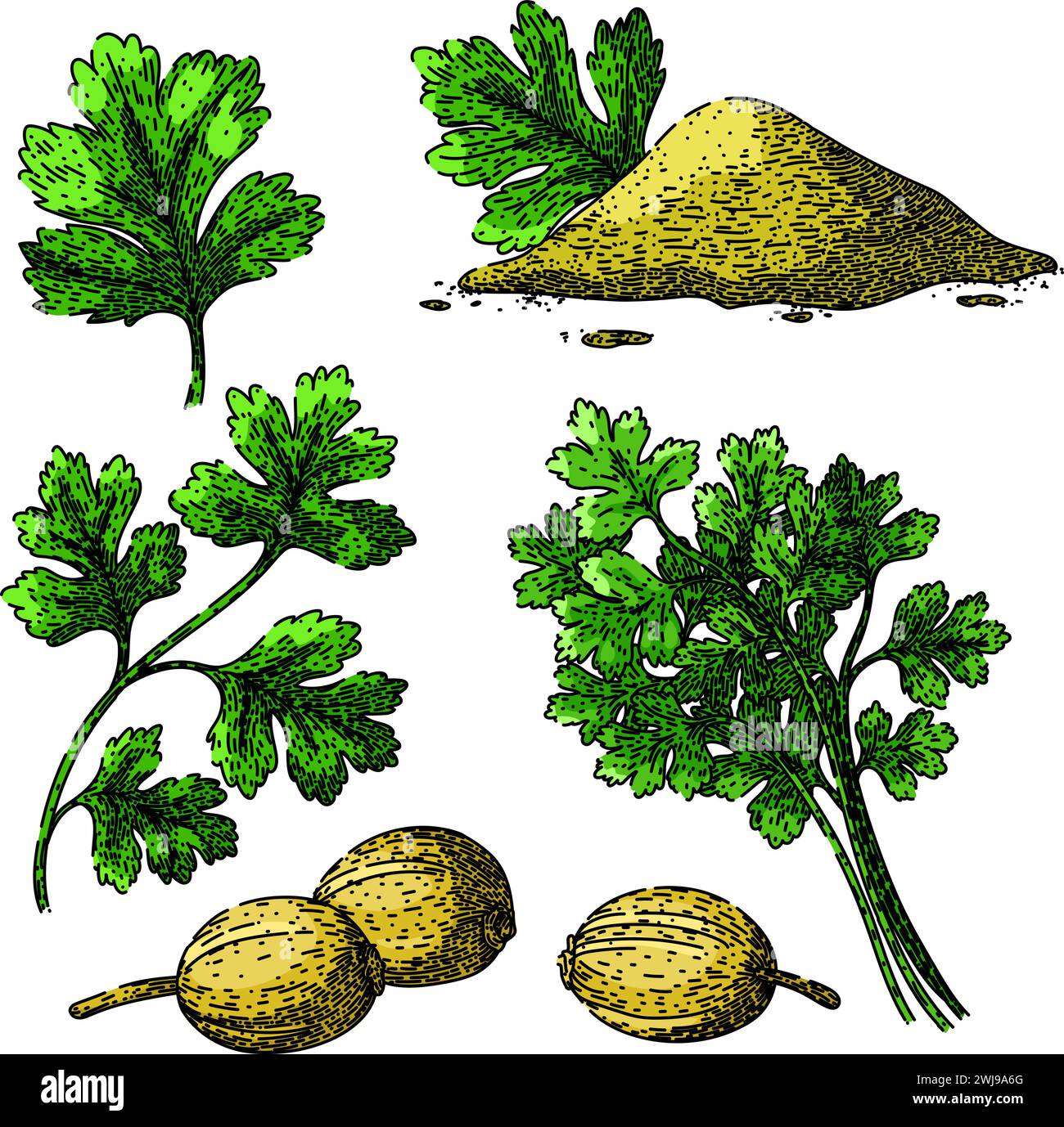 coriander set sketch hand drawn vector Stock Vector Image & Art - Alamy