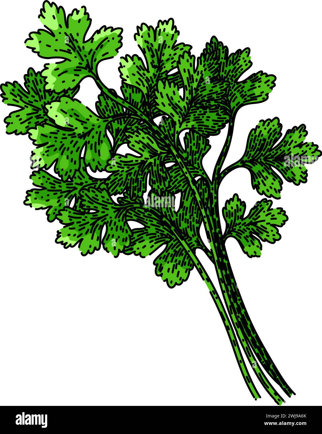 leaf coriander sketch hand drawn vector Stock Vector Image & Art - Alamy
