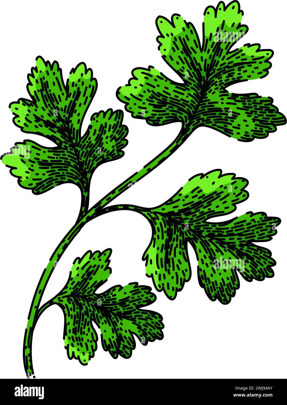 cilantro coriander sketch hand drawn vector Stock Vector Image & Art ...
