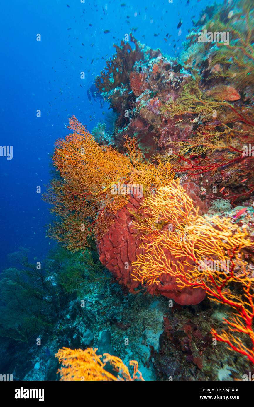 Healthy coral reef landscape with various hard corals Stock Photo - Alamy