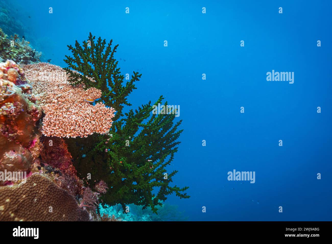 Healthy coral reef landscape with various hard corals Stock Photo - Alamy