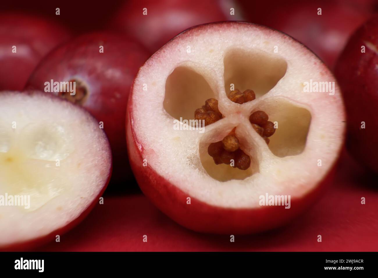 Half-cut cranberry shown revealing white interior with red seeds, macro ...