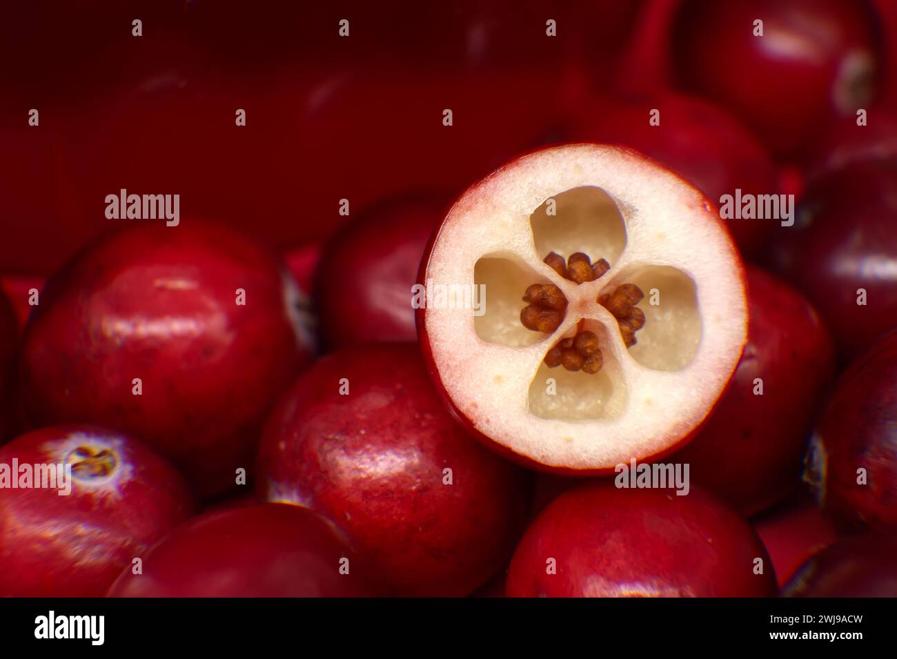 Macro of a cranberry cut in half, revealing a white interior with red ...