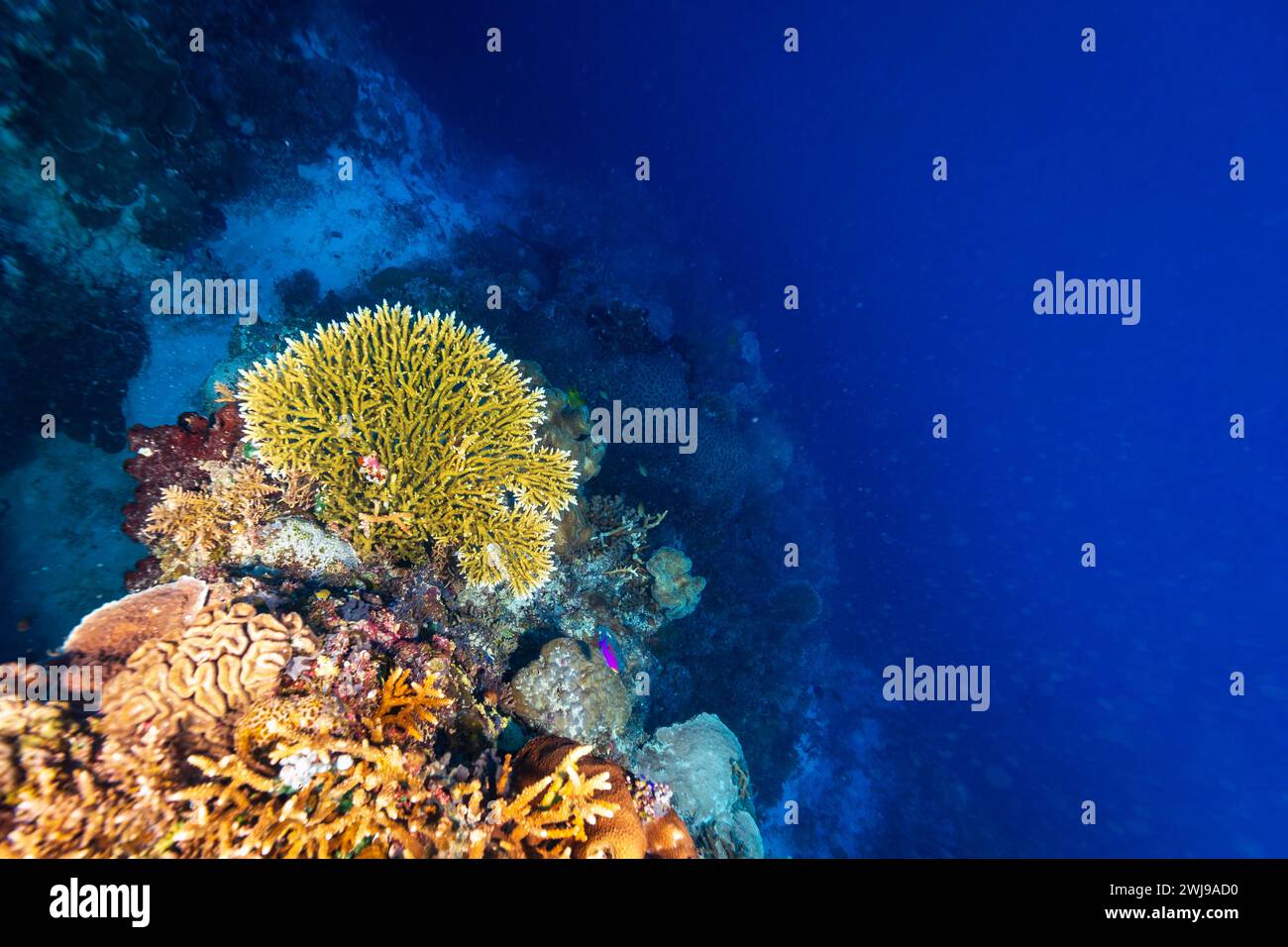 Healthy coral reef landscape with various yellow hard and soft corals ...