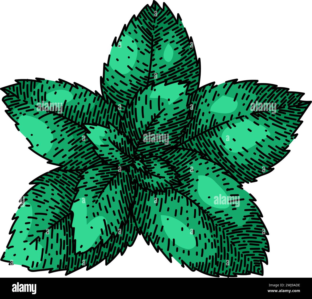 menthol mint sketch hand drawn vector Stock Vector Image & Art - Alamy