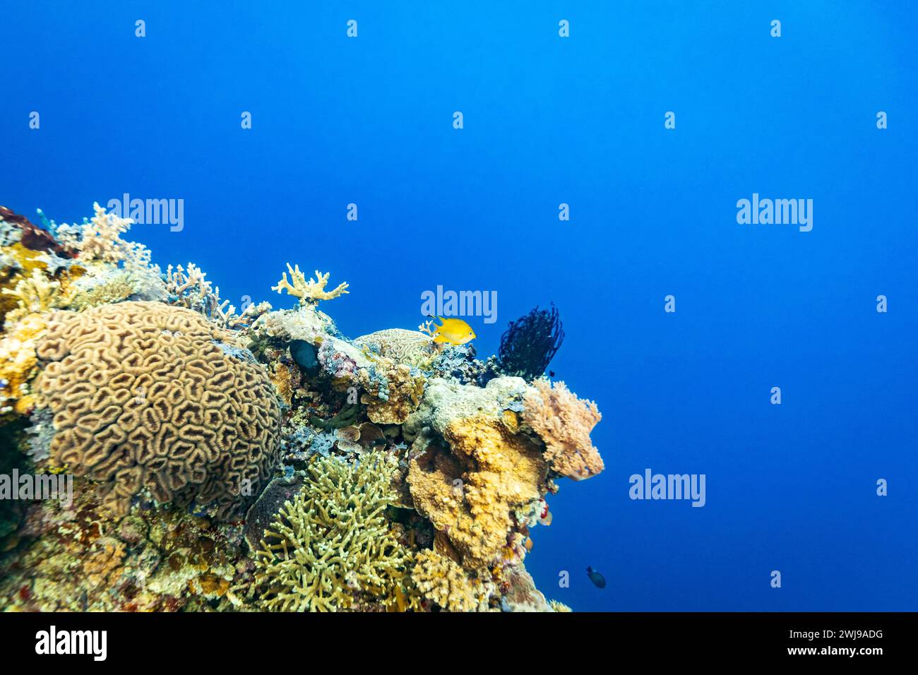 Healthy coral reef landscape with various hard corals Stock Photo - Alamy