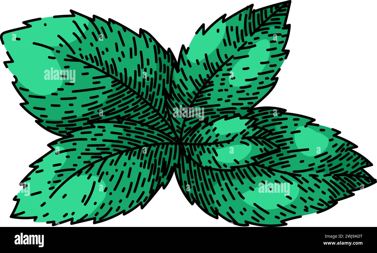 mint mint sketch hand drawn vector Stock Vector Image & Art - Alamy