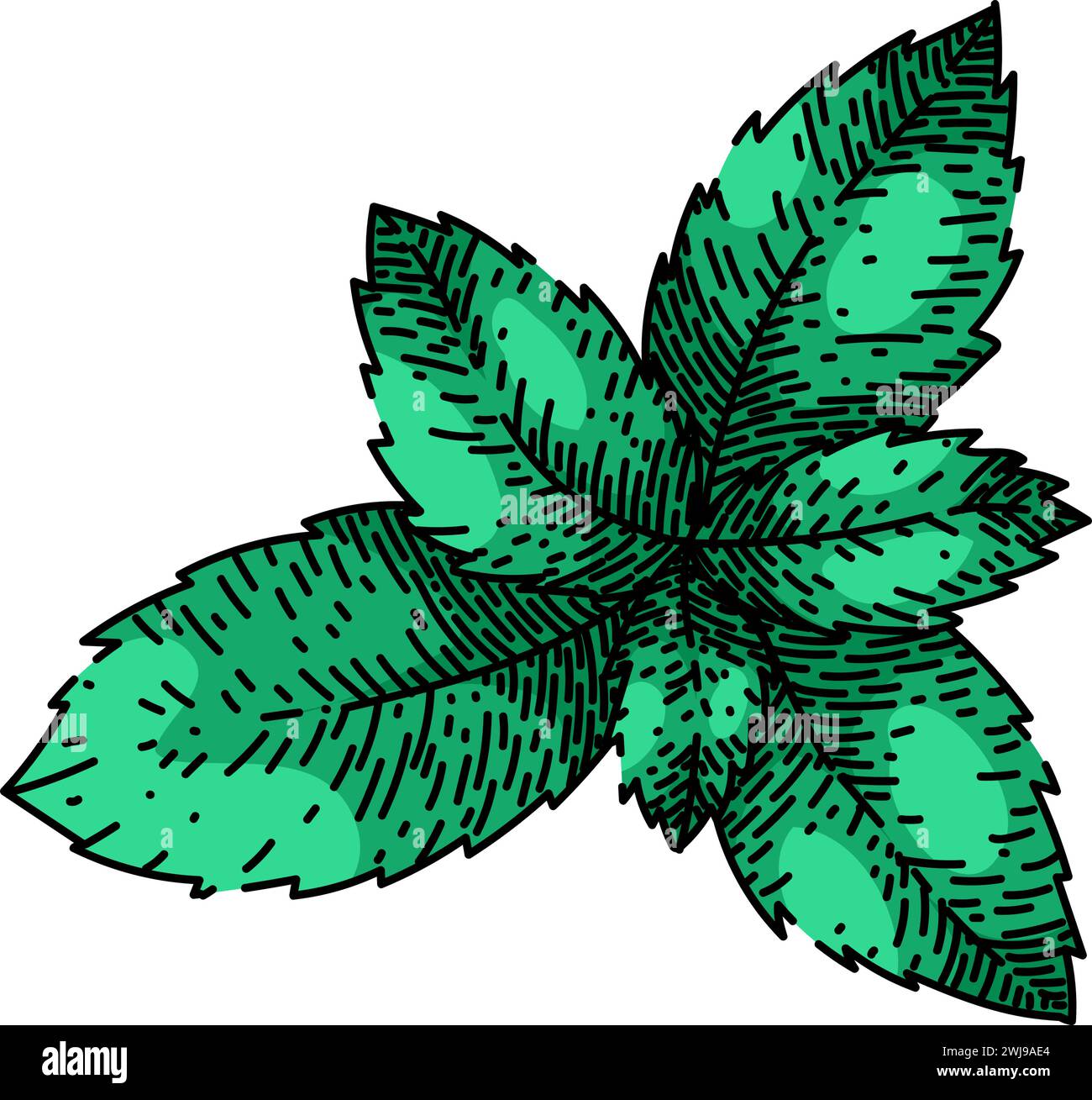 peppermint mint sketch hand drawn vector Stock Vector Image & Art - Alamy