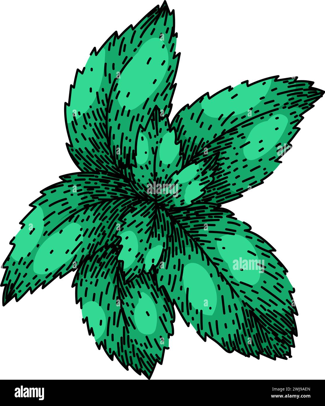 fresh mint sketch hand drawn vector Stock Vector Image & Art - Alamy