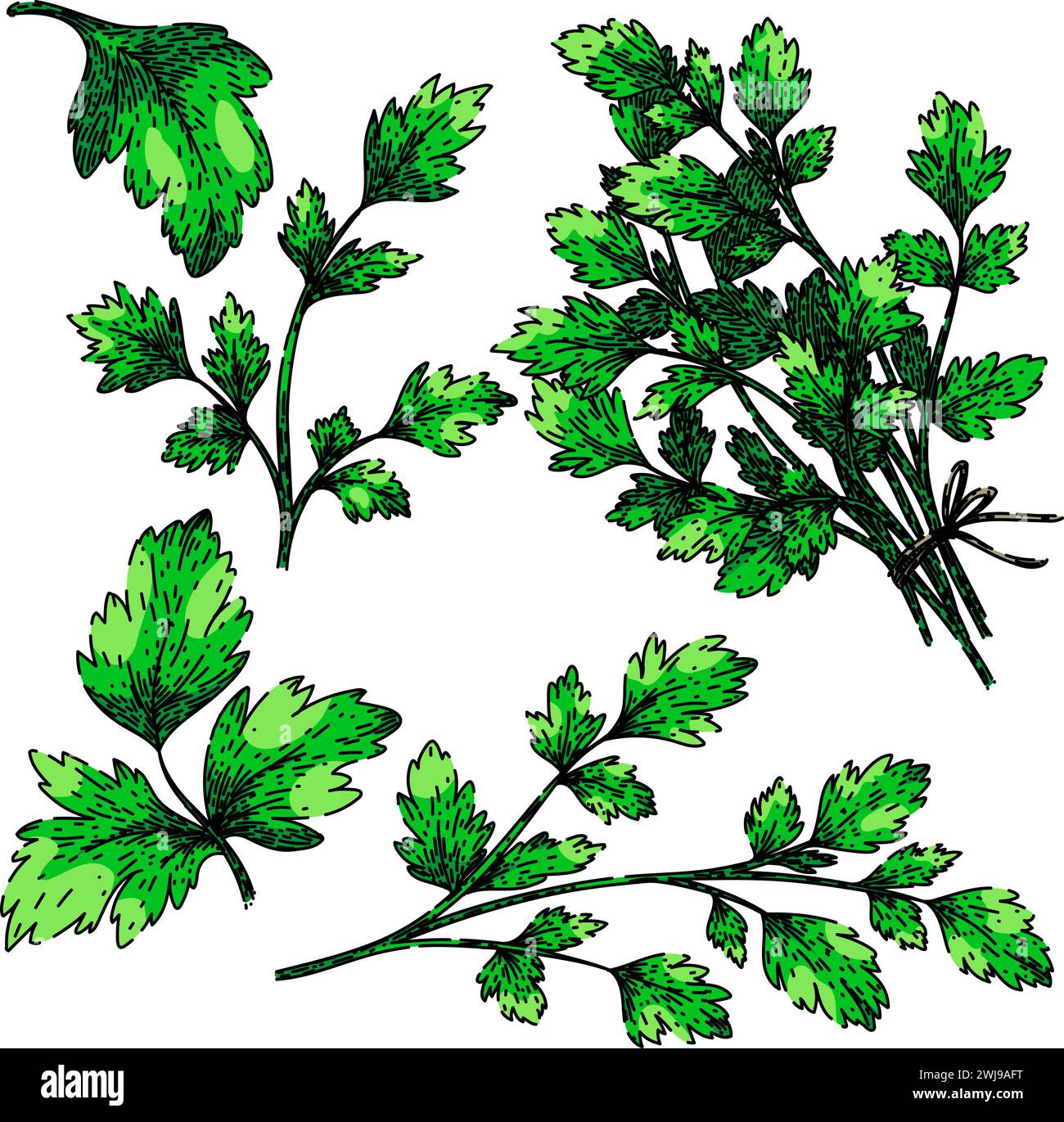 parsley set sketch hand drawn vector Stock Vector Image & Art - Alamy