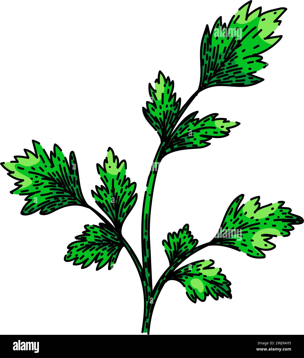 green parsley sketch hand drawn vector Stock Vector Image & Art - Alamy