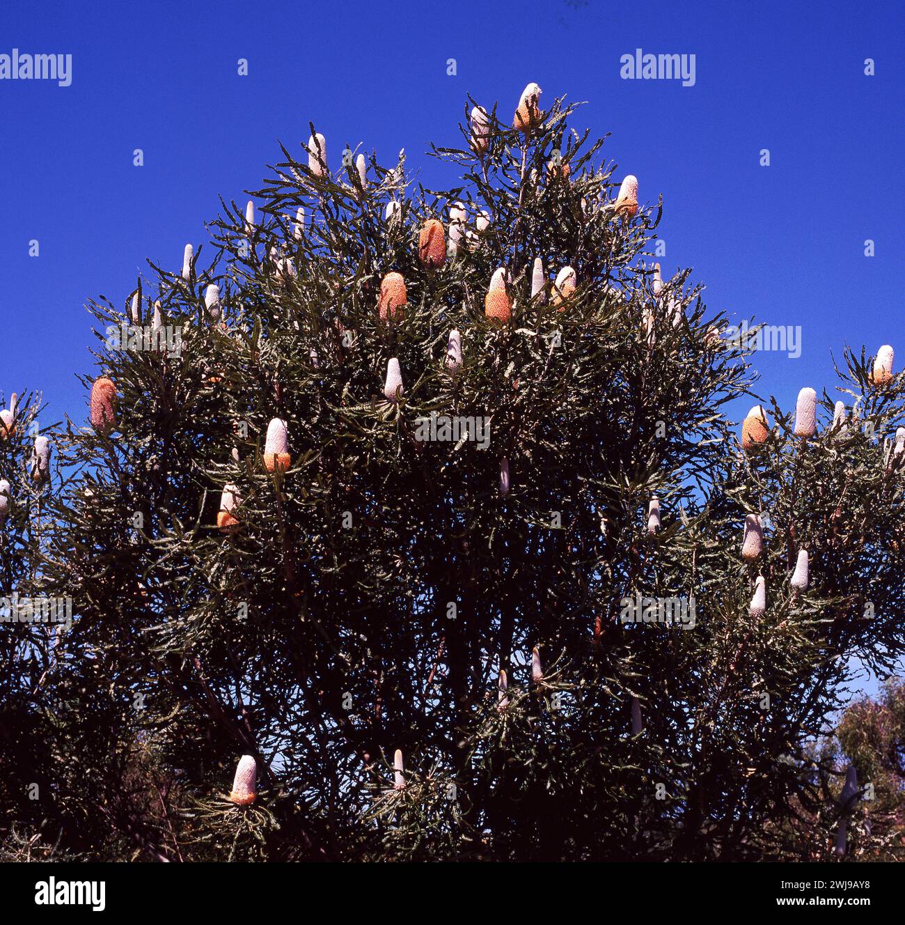 Acorn banksia (Banksia prionotes Stock Photo - Alamy