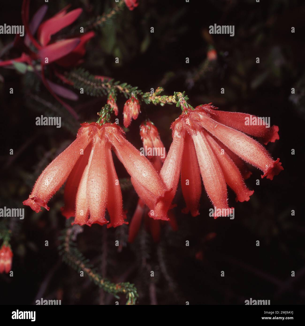 Fire erica hi-res stock photography and images - Alamy