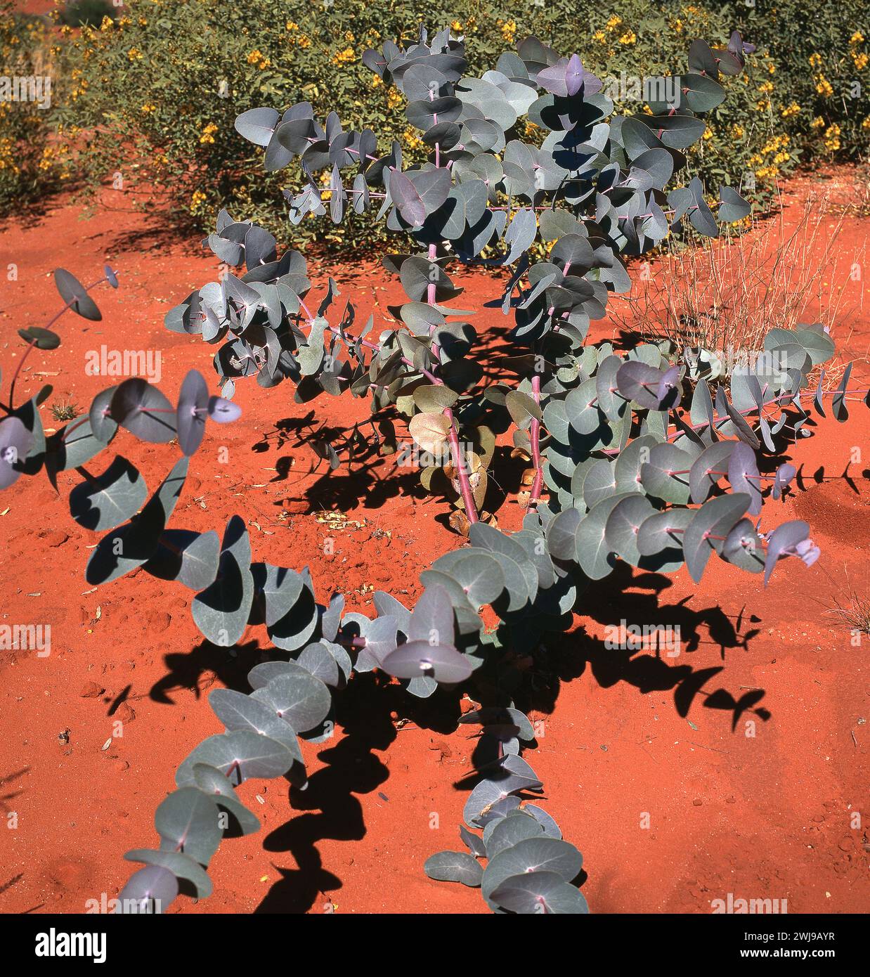 Eucalyptus polybractea, commonly known as the blue-leaved mallee or ...