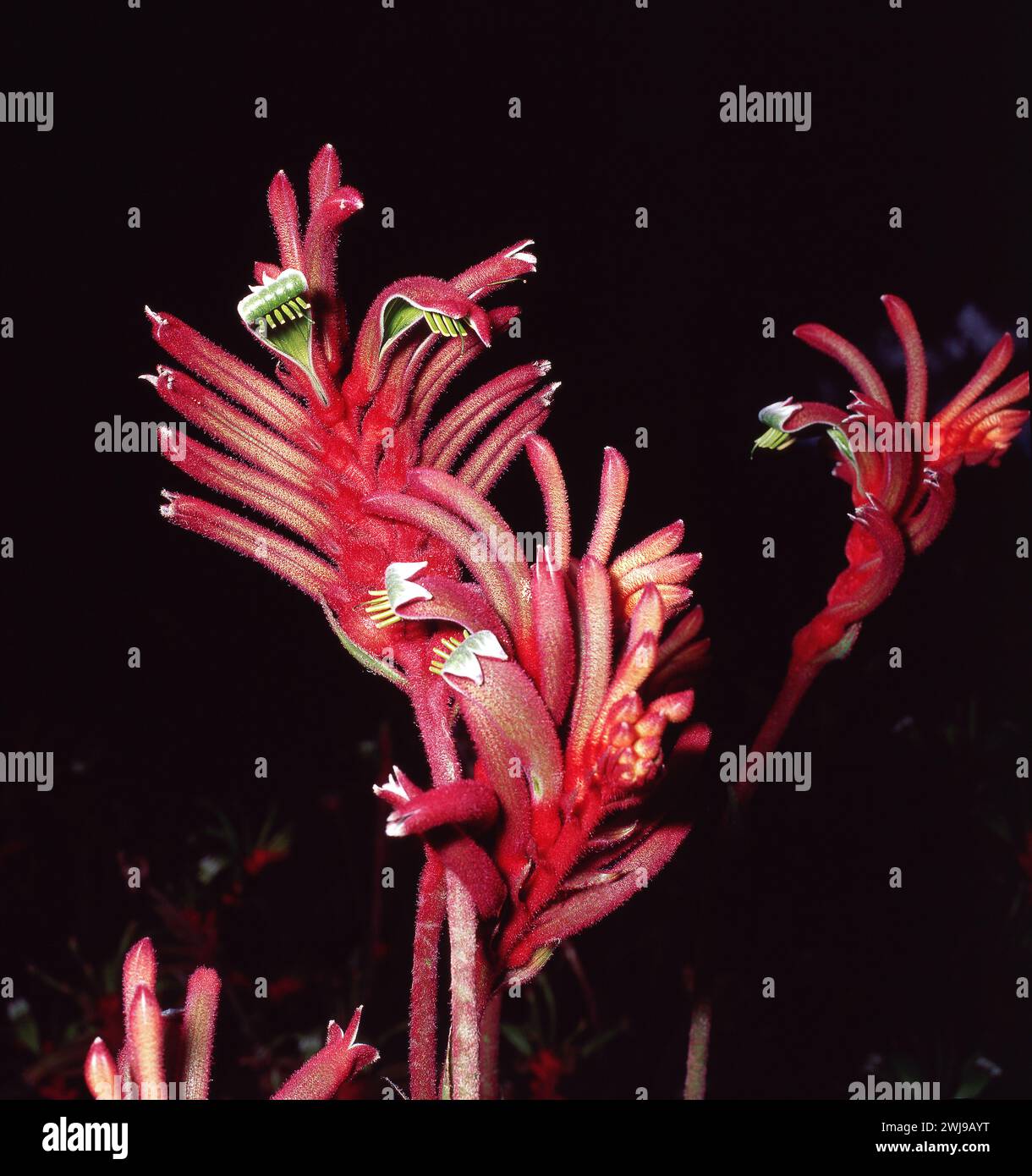 Kangaroo paw anigozanthos australia hi-res stock photography and images ...