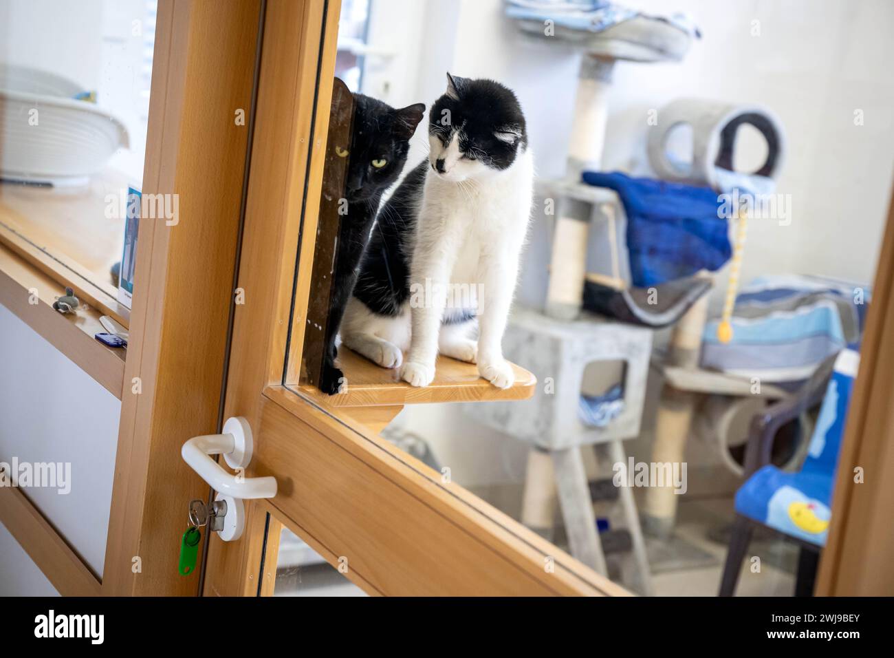 Bremen, Germany. 13th Feb, 2024. Cats at the Bremen animal shelter ...