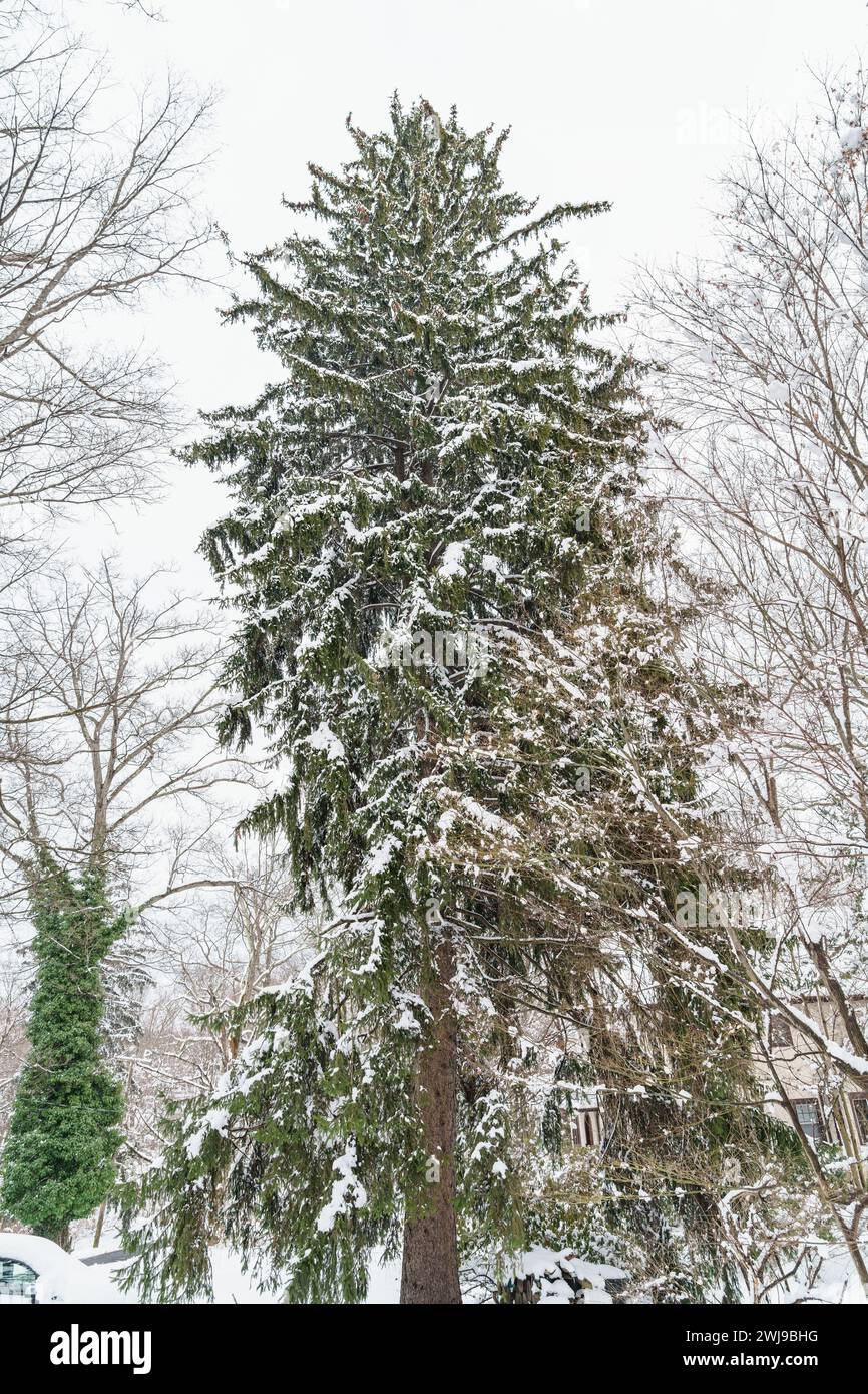 Chappaqua, NY- Feb 13 2024 - A majestic Norway spruce, Picea abies, is ...