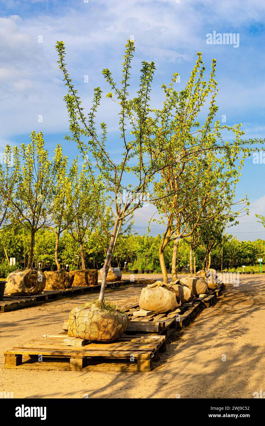 fruit tree seedling sold in a plant nursery. sale of seedlings in a ...