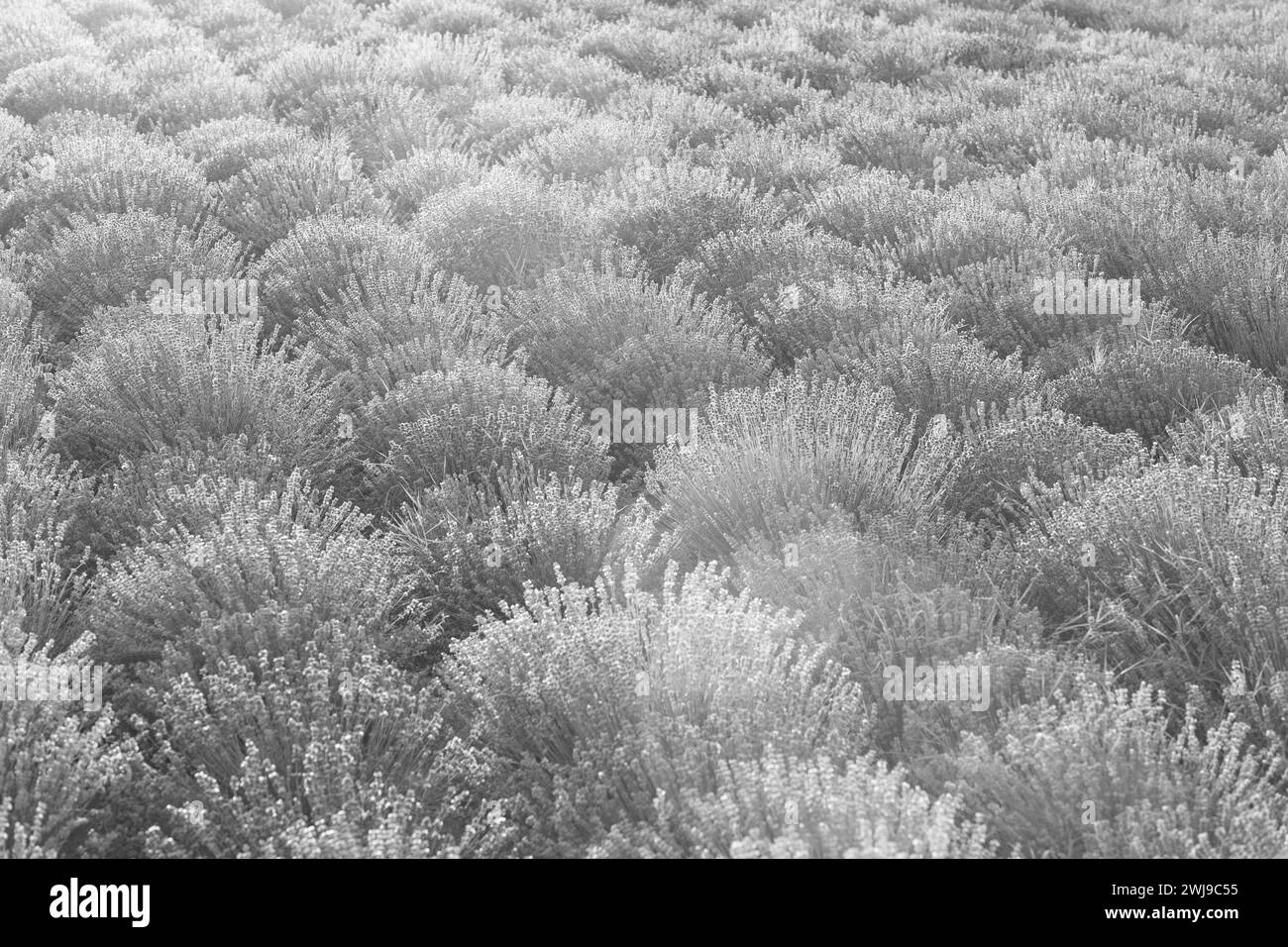 Scenic view of purple lavender field at sunset. endless lavender field ...