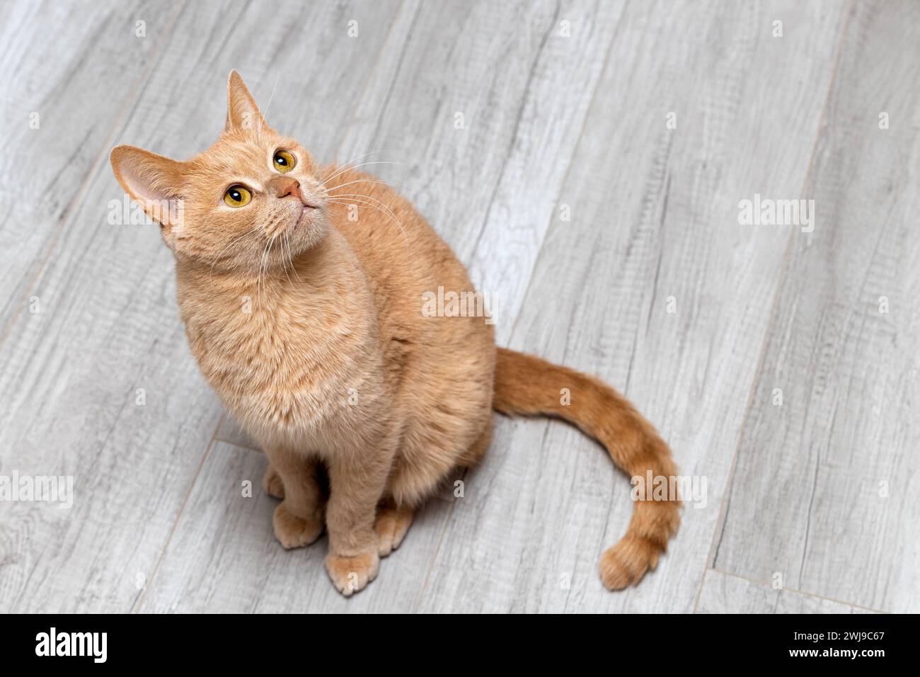 beautiful cat looks up with her eyes wide open. cat isolate. fawn cat ...