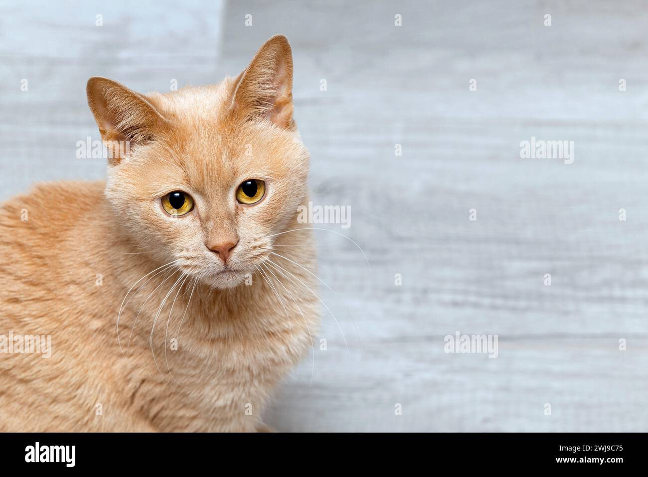 isolate of a beige cat that looks away. cat emotion. cat with sad eyes Stock Photo - Alamy