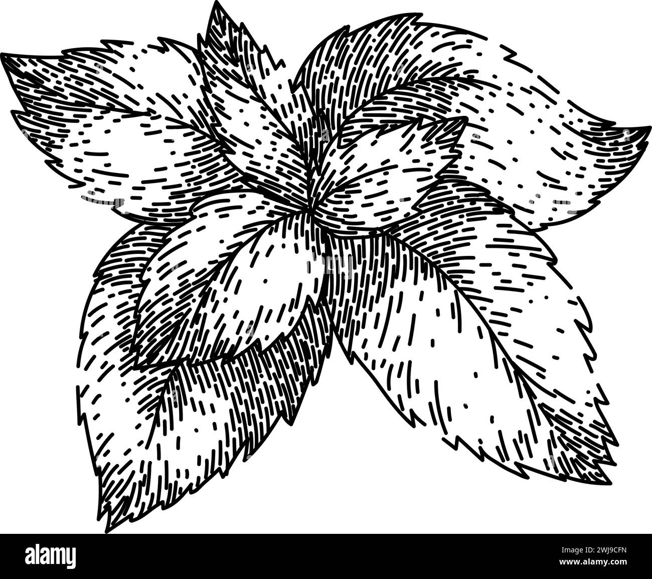 leaves mint sketch hand drawn vector Stock Vector Image & Art - Alamy