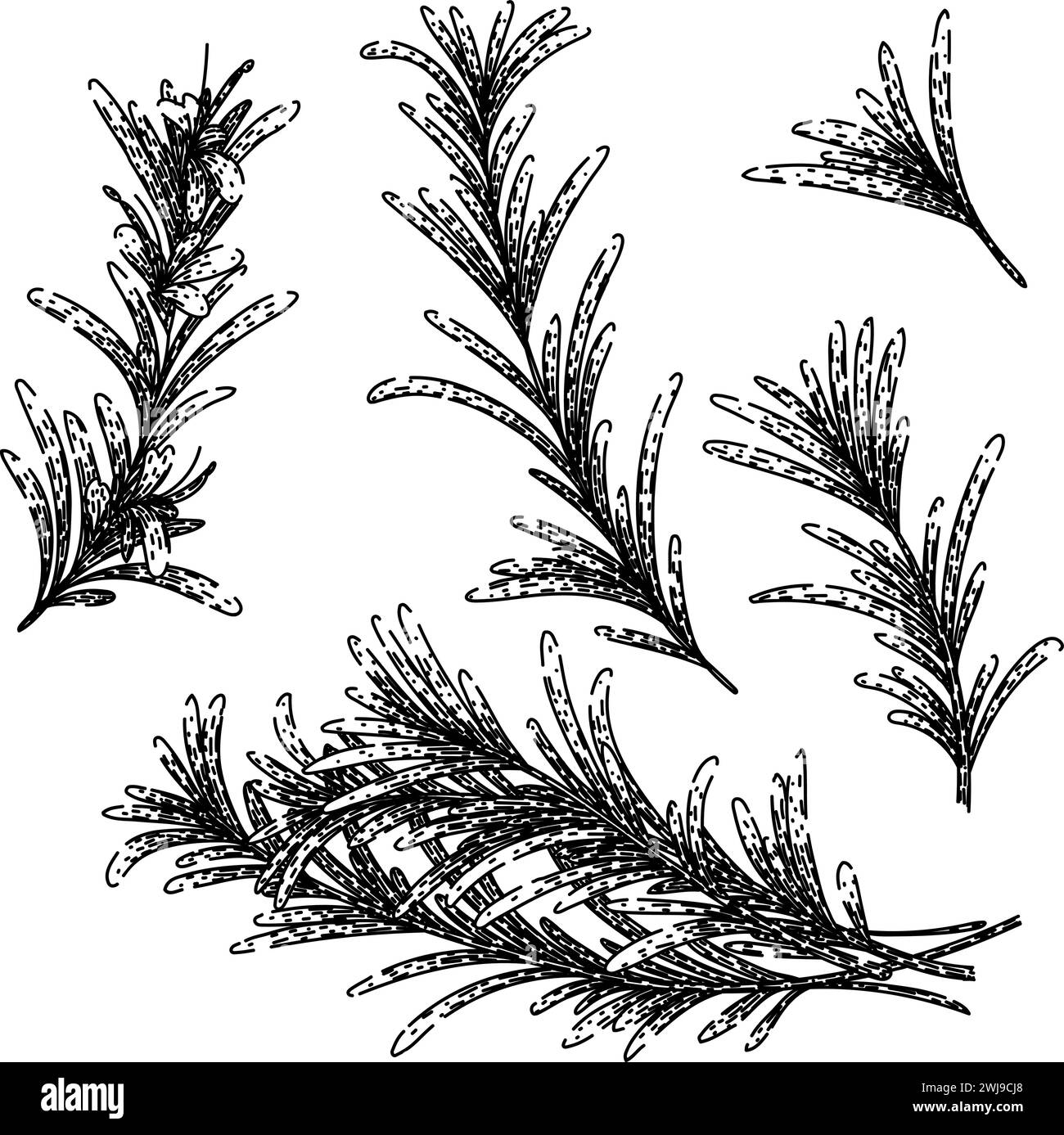 rosemary set sketch hand drawn vector Stock Vector Image & Art - Alamy