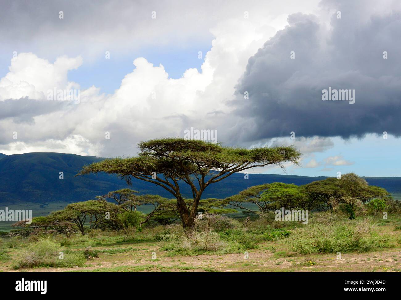 Acacia savanna trees hi-res stock photography and images - Alamy