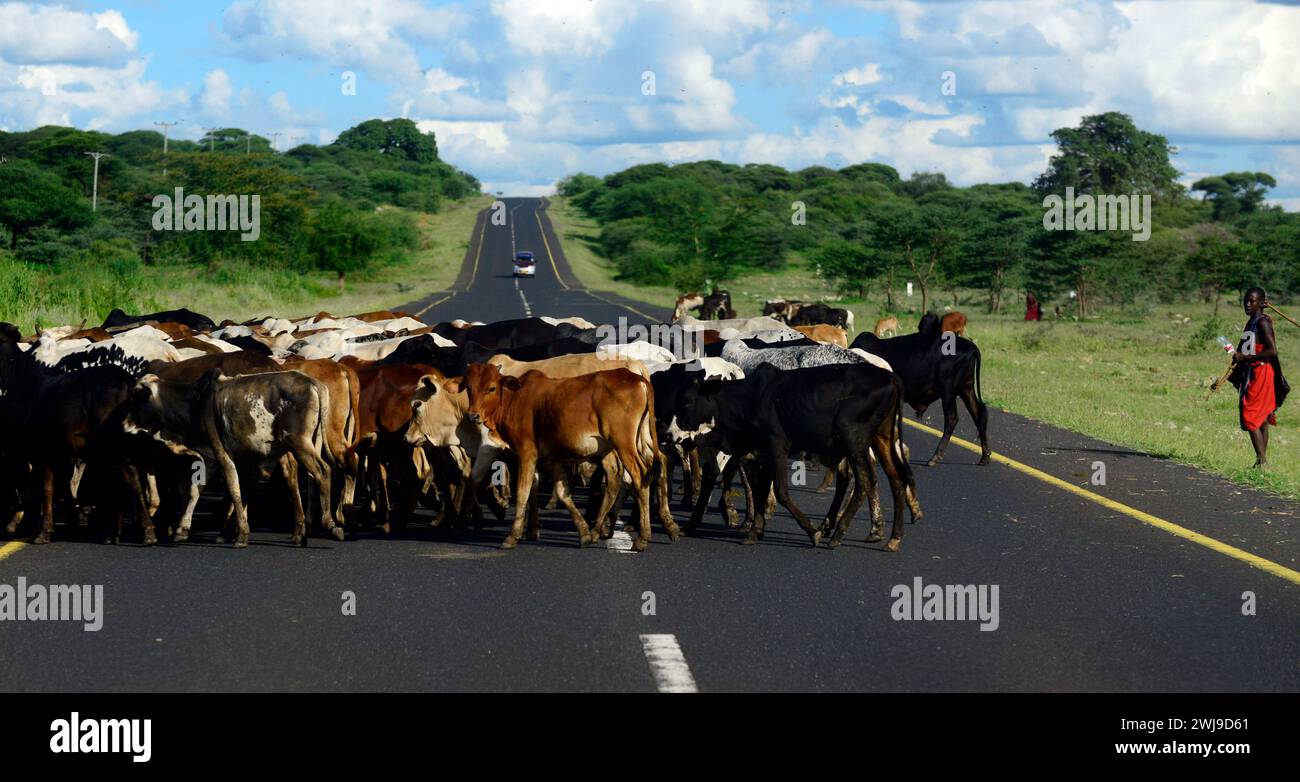 Maasai cattle hi-res stock photography and images - Alamy