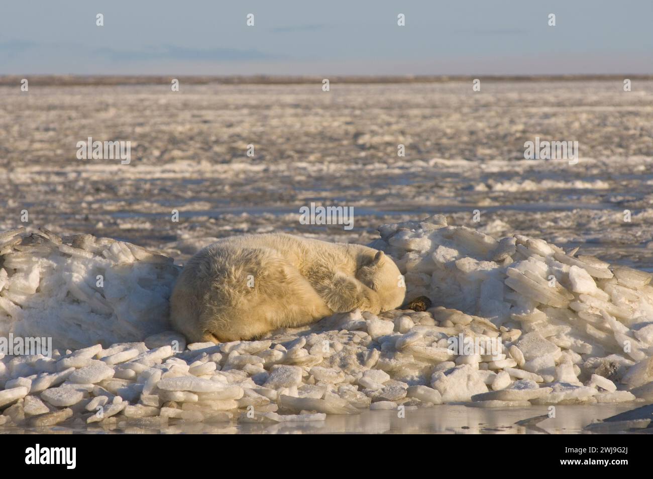polar bear, Ursus maritimus, sow resting sleeping along a barrier ...