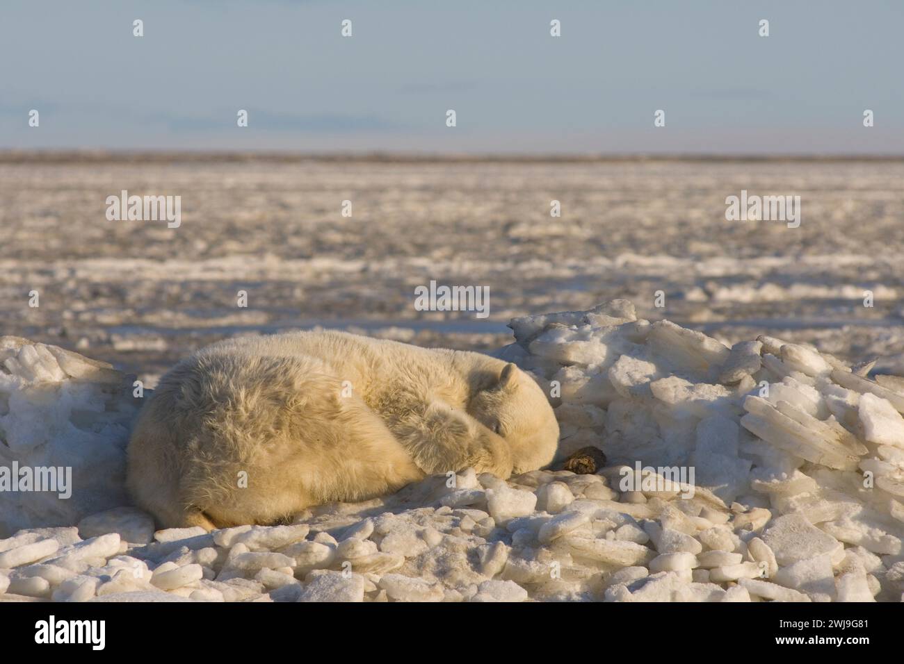 polar bear, Ursus maritimus, sow resting sleeping along a barrier ...