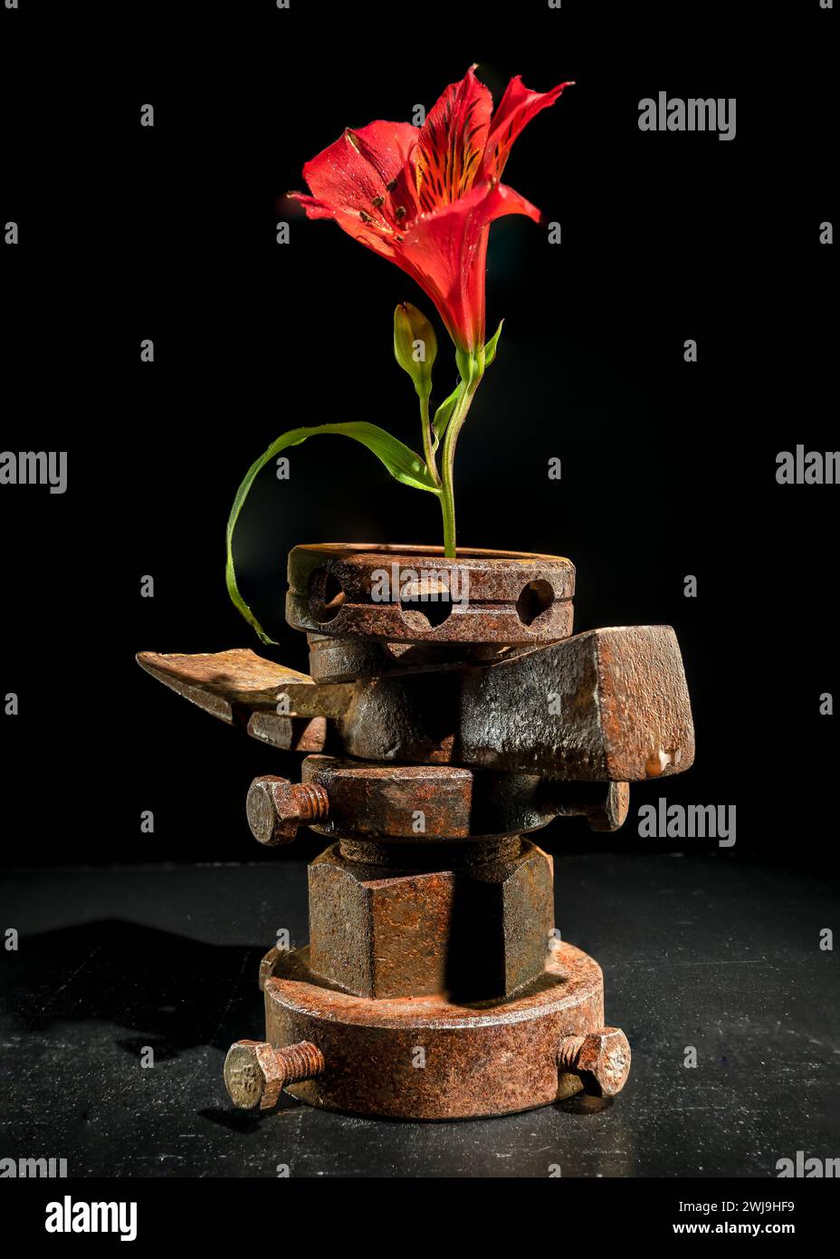 Creative still life with old rusty metal tool and red Alstroemeria ...