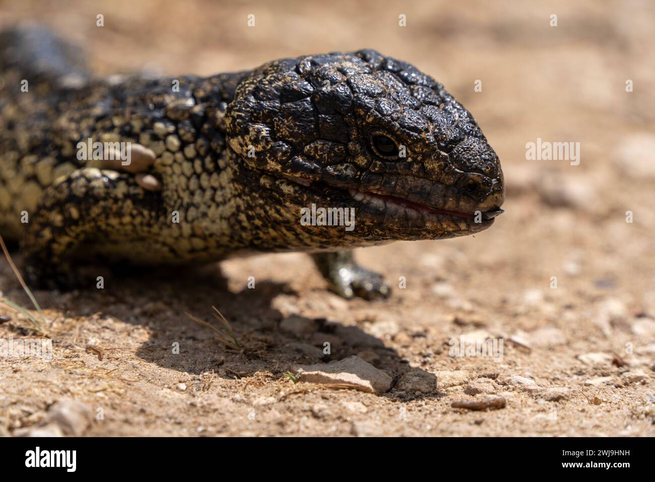 Bobtail lizard hi-res stock photography and images - Alamy