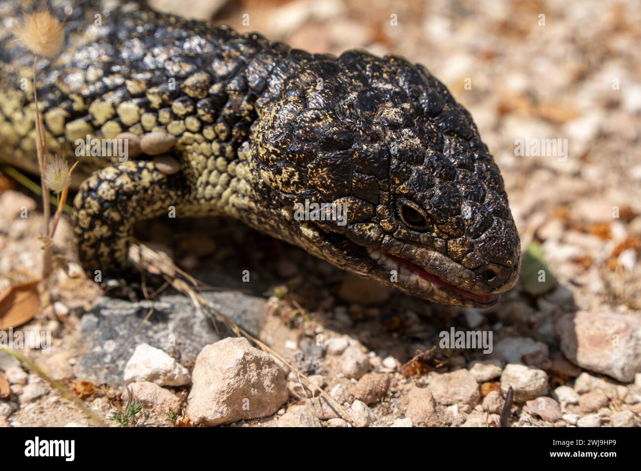 Bobtail lizard hi-res stock photography and images - Alamy
