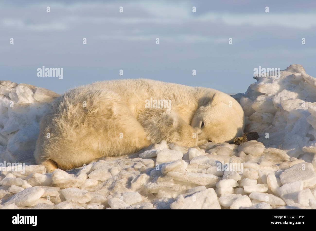 polar bear, Ursus maritimus, sow resting sleeping along a barrier ...