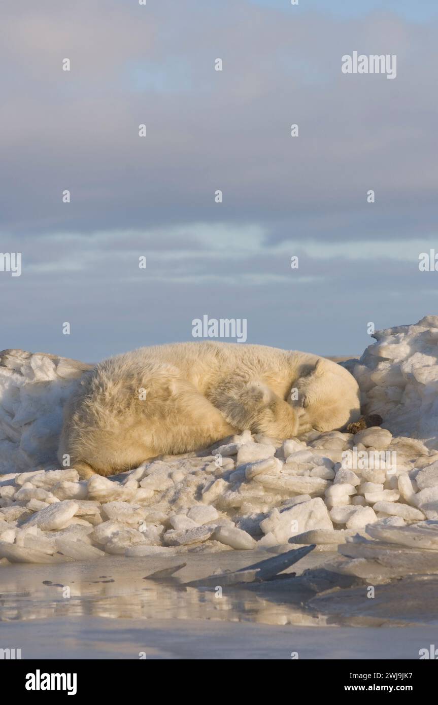 polar bear, Ursus maritimus, sow resting sleeping along a barrier ...