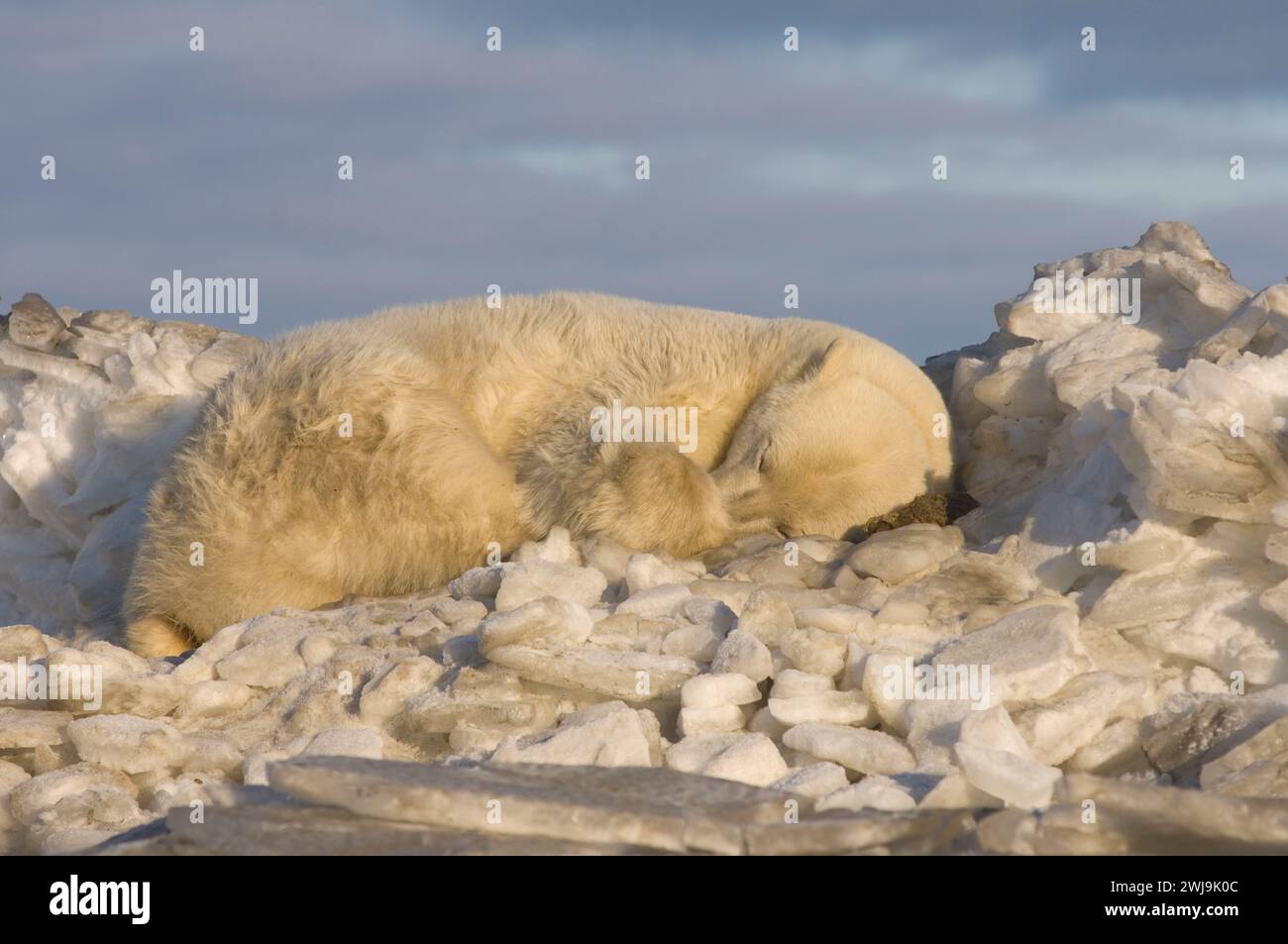 polar bear, Ursus maritimus, sow resting sleeping along a barrier ...