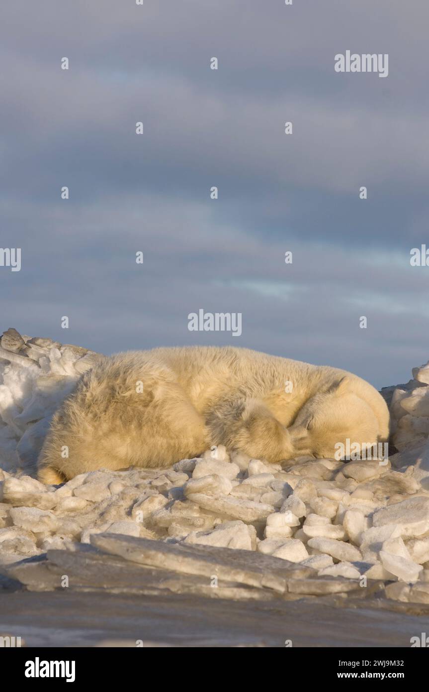 polar bear, Ursus maritimus, sow resting sleeping along a barrier ...