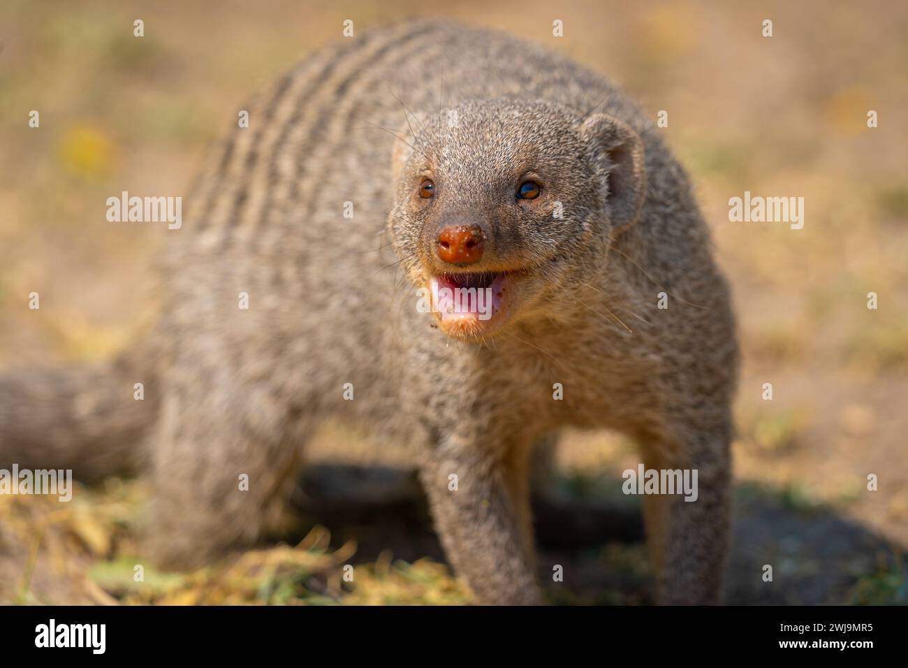 Banded mongoose in the Etosha National Park in Namibia, Africa Stock ...